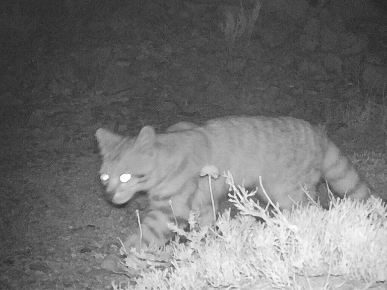 Captan imágenes históricas de gato andino "fantasma" en peligro de ...